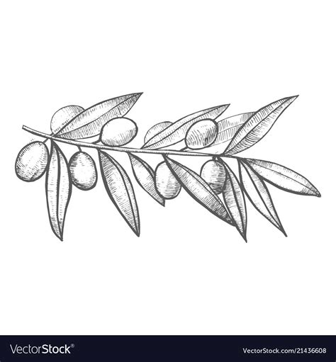 Olive Branch In Hand Drawn Style Royalty Free Vector Image