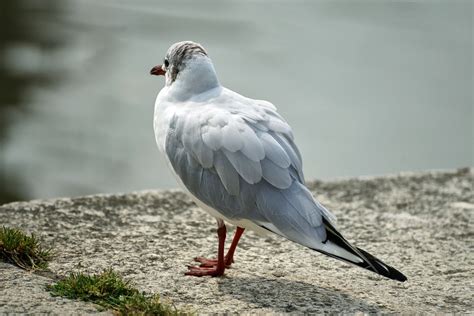 Möwe Vogel Sitzend Kostenloses Foto auf Pixabay