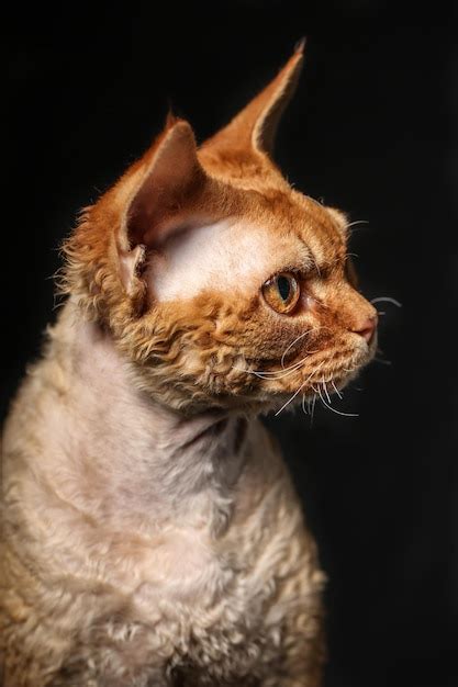 Premium Photo An Orange Devon Rex Cat