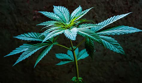 La Fase Vegetativa Consejos Para El Cultivo De Cannabis