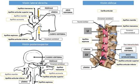 Anatom A De La Columna Lumbar Dolopedia Columna Lumbar Lumbares