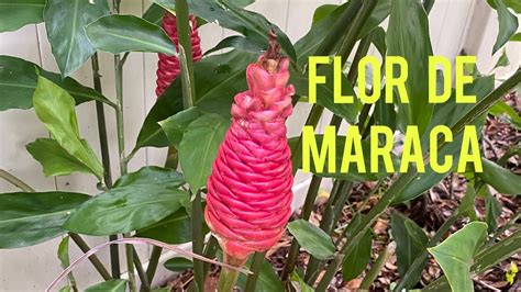 Quieres Saber Para Que Sirbe La Flor De Jengibre Flor De Maraca