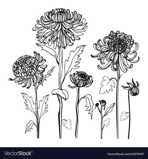 Japanese Chrysanthemum Set Contour Realistic Vector Image