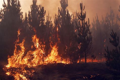 Árboles gasolina están provocando fuegos forestales en Chile