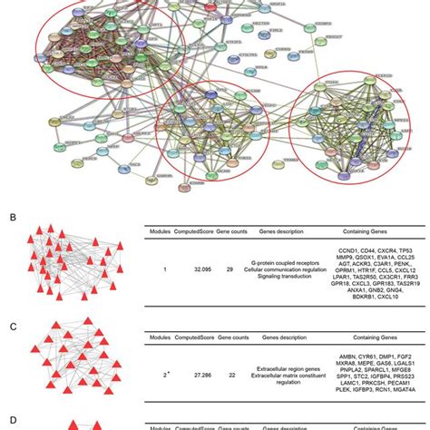 Construction Of PPI Network Of 8 Fold Genes And Function Modules