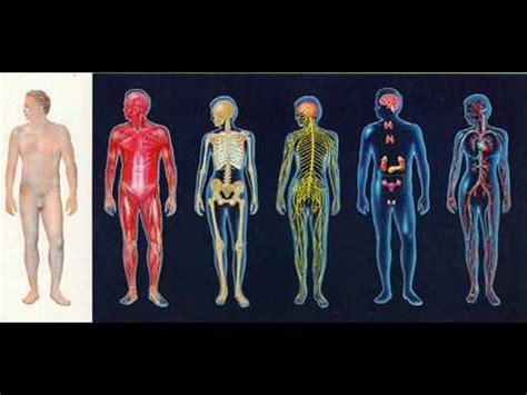 Elementos Quimicos Importantes Para El Buen Funcionamiento Del Cuerpo