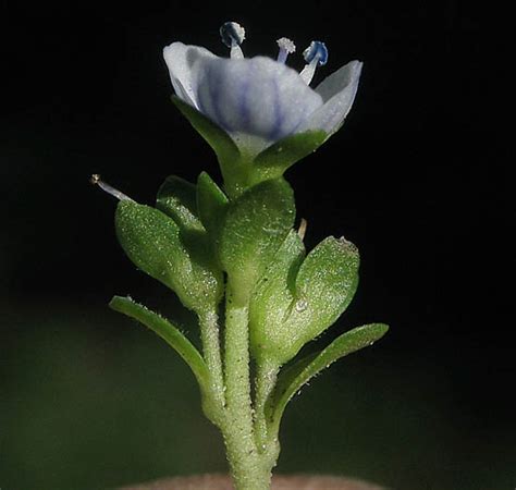 Plant Details Page For Thymeleaf Speedwell