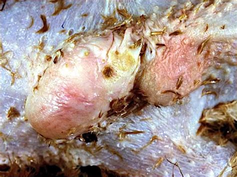 Gallina Castellana Negra Ves Culas Pectorales