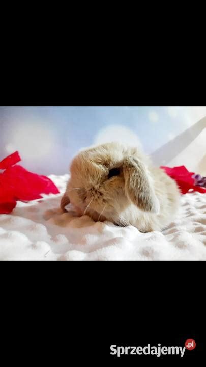 Mini Lop Kr Lik Miniaturowy Hodowla Zarejestrowana Czch W