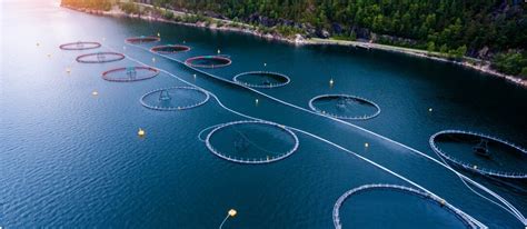 The History Of Aquaculture Giles Cadman Blog