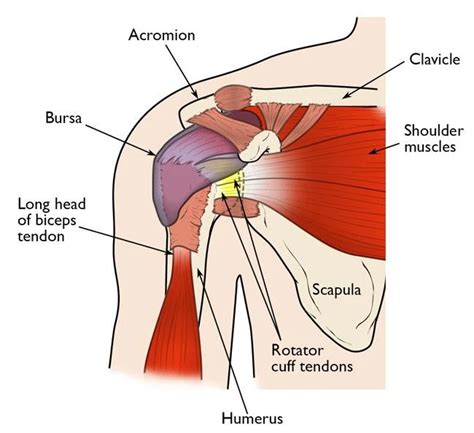 How To Heal A Torn Rotator Cuff Naturally Fuel Physical Therapy