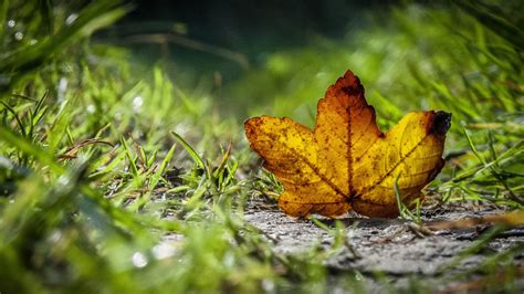Kostenlose Foto Baum Natur Wald Gras Ast Licht Rasen
