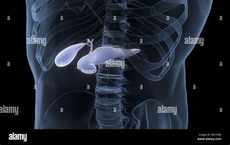 Órganos internos humanos páncreas con vesícula biliar Anatomía