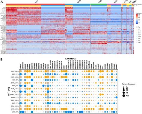 Frontiers Single Cell Transcriptome Profiling Reveals Several LncRNAs