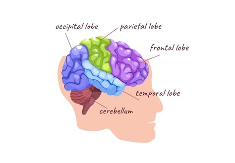 Concepto anatomía del cerebro humano el diseño de estilo de dibujos