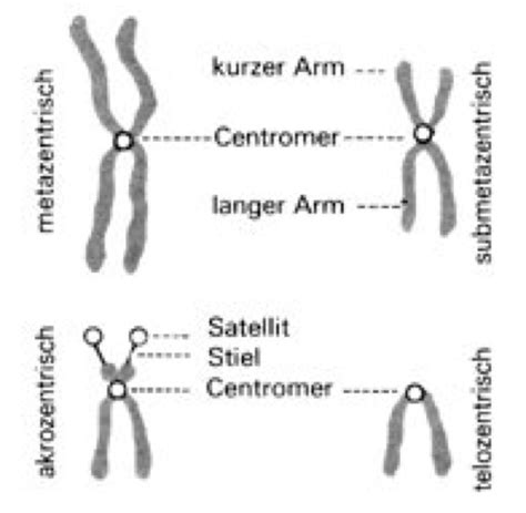 Chromosomen Lexikon Der Biologie
