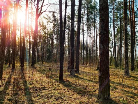 pinheiros altos ao pôr do sol floresta de coníferas no sol paisagem