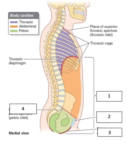 Overview Of The Abdominal Cavity Flashcards Quizlet