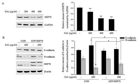 Salidroside Inhibits The Proliferation And Migration Of Gastric Cancer