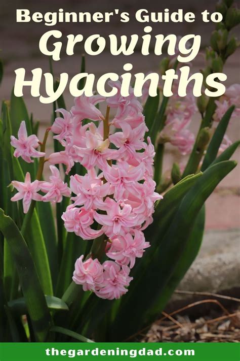 How To Grow Hyacinths For Beginners Garden Bulbs Hyacinth Flowers
