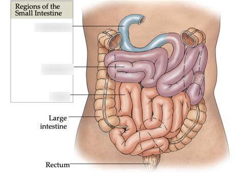 Small Intestine Diagram Quizlet