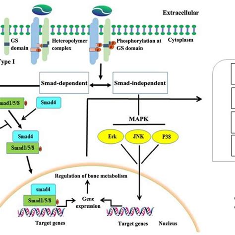 ALK2 Signaling In GHO FOP And AHO When Ligands Are Absent A FKBP12