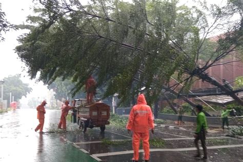 6 Pohon Di Jakarta Tumbang Akibat Hujan Dan Angin Kencang