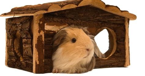 Como fazer uma gaiola para um porquinho da índia Encontrar a casa