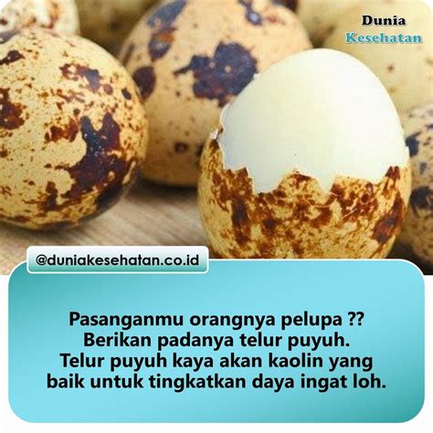 Kandungan Protein Putih Telur Sophie Walker
