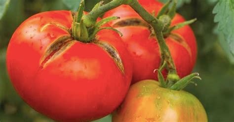 Pourquoi vos tomates se fendent 3 conseils pour empêcher ça Trucs