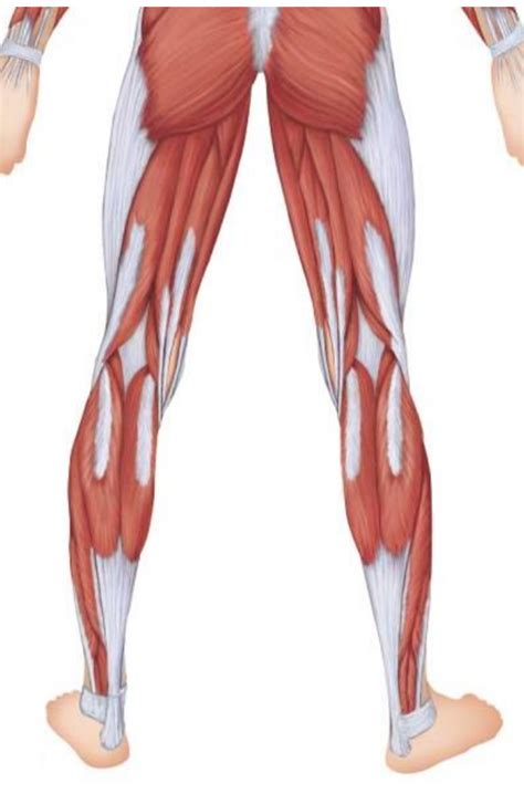 Posterior Leg Muscles Diagram Quizlet