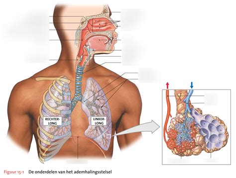 Onderdelen Ademhalingsstelsel Diagram Quizlet
