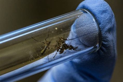 Dengue Takeda Firma Parceria Para Aumentar Produ O De Vacinas