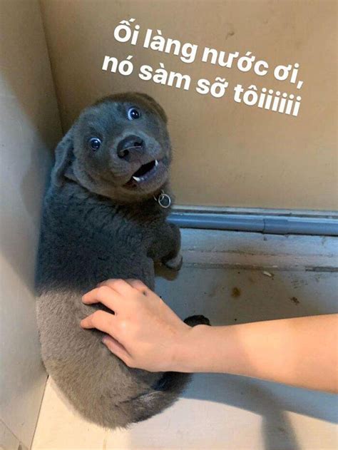 Bộ Sưu Tập Hình Ảnh Chó Mèo Hài Hước Tuyệt Vời Với Hơn 999 Hình Ảnh