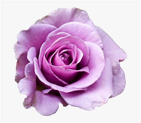 Purple Rose Clipart Png Tumblr Purple Rose Transparent Background