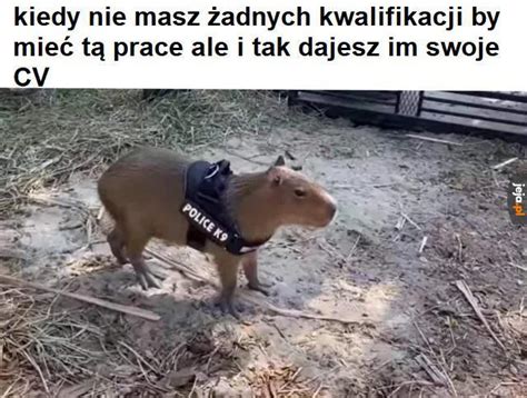 Na pewno się uda Jeja pl