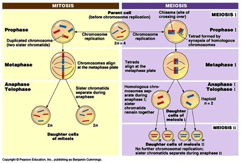 Difference Between Mitosis And Meiosis Differences Biology Exams U