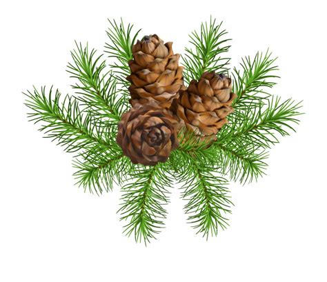 Cone Branch Clip Art Library