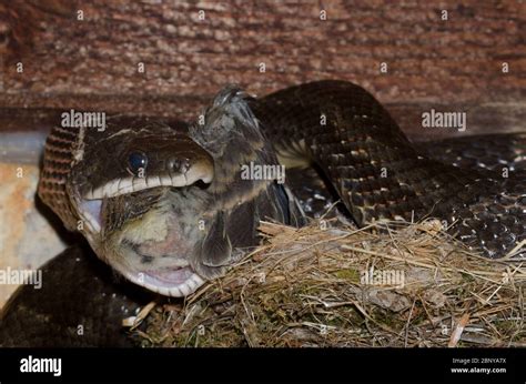 Black Rat Snake Pantherophis Obsoletus Raiding Eastern Phoebe