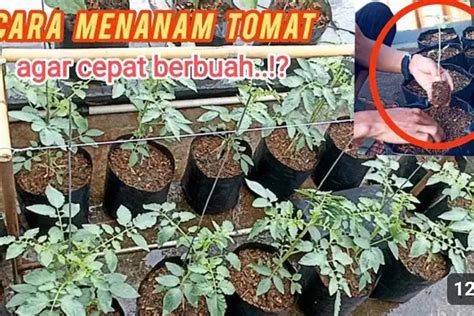 Cara Mudah Menanam Tomat Di Polybag Agar Cepat Berbuah Timenews