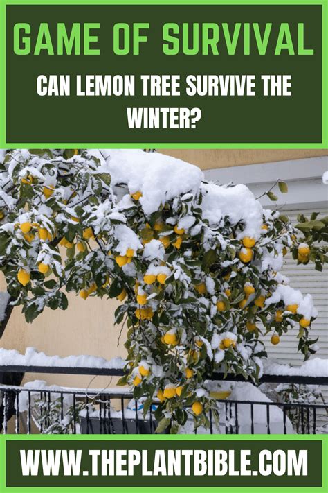 Game Of Survival Can Lemon Tree Survive The Winter Lemon Tree