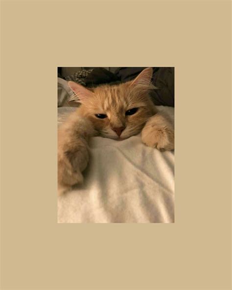 Details More Than 62 Cat Wallpaper Aesthetic In Cdgdbentre