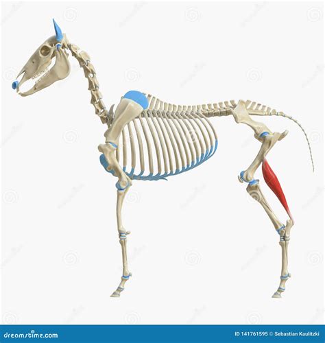 Gastrocnemius Stock Illustration Illustration Of Medically