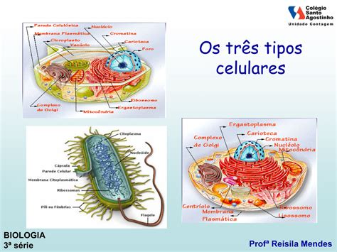 Os três tipos celulares