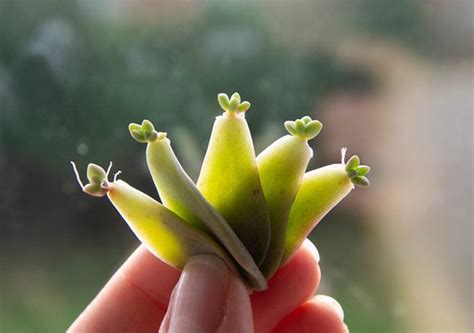 How To Propagate Succulents Complete Beginner S Guide