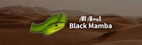 Black Mamba Africas Most Dynamic And Dangerous Snake Outforia 2023