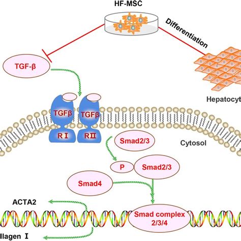 Diagram Of The Potential Mechanism Of The Effects Of HF MSCs In The