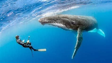 Baleia Jubarte Ficha T Cnica Tamanho Peso Habitat E Fotos Mundo