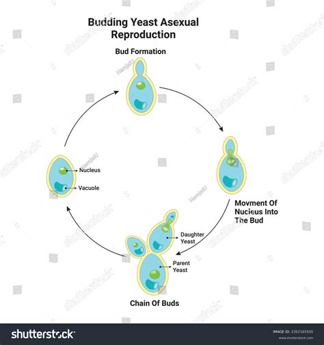 Budding Yeast Asexual Reproduction Design Royalty Free Stock Vector 2352165505