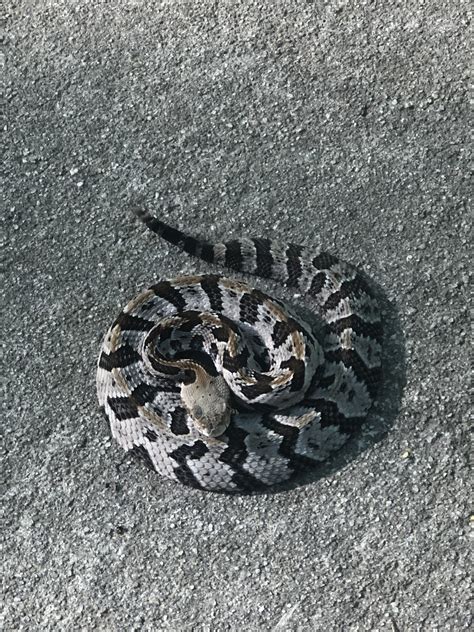 Timber Rattlesnake South Carolina Partners In Amphibian And Reptile